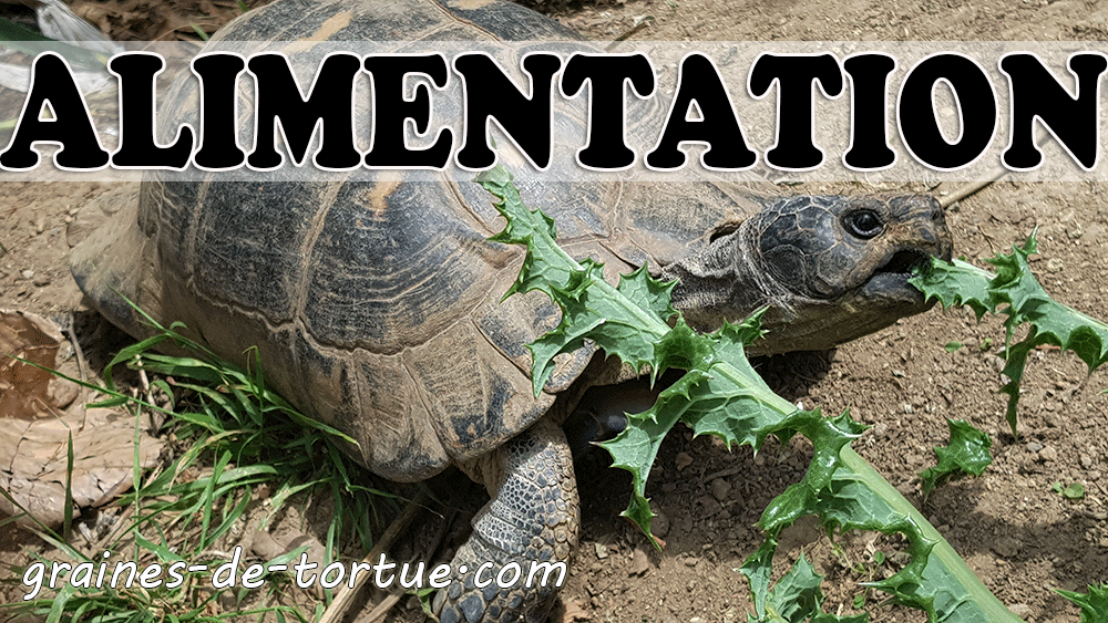 alimentation et nourriture des tortues terrestres sur graines-de-tortue.com