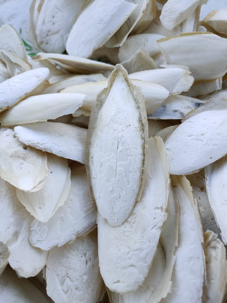 Os de seiche par graines-de-tortue.com